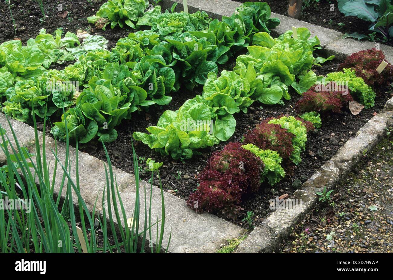 Curly Salad (Cichorium endiva var. Crispa), Lettuce (Lactuca sativa ...