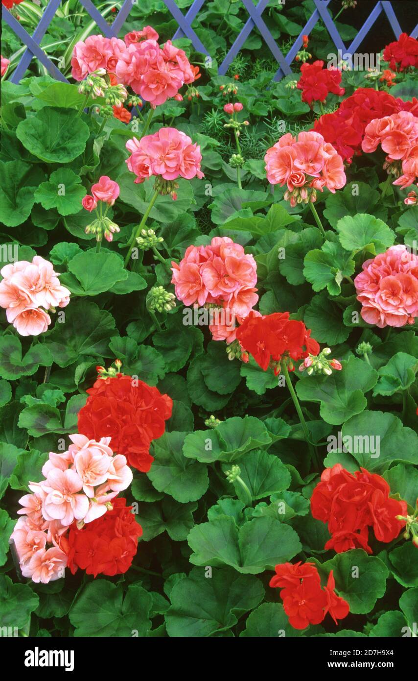 Geranium (Pelargonium zonale) mixed Stock Photo - Alamy