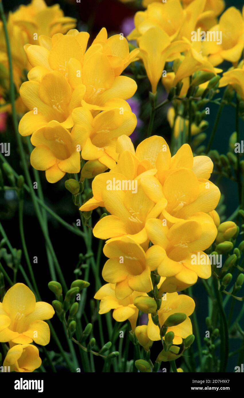 Freesia (Freesia x hybrida) 'Kayac' Stock Photo - Alamy