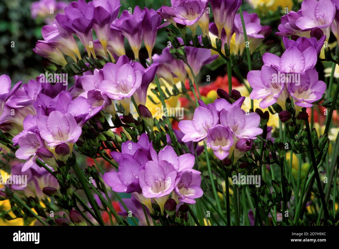 Cultivated Freesia High Resolution Stock Photography and Images - Alamy