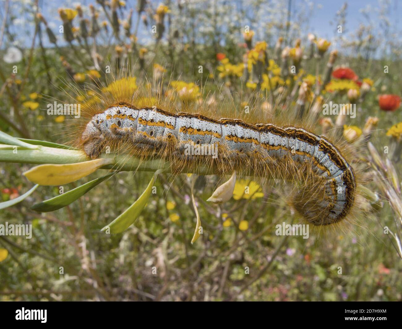 ground lackey moth (Malacosoma castrensis, Malacosoma castrense), on a ...