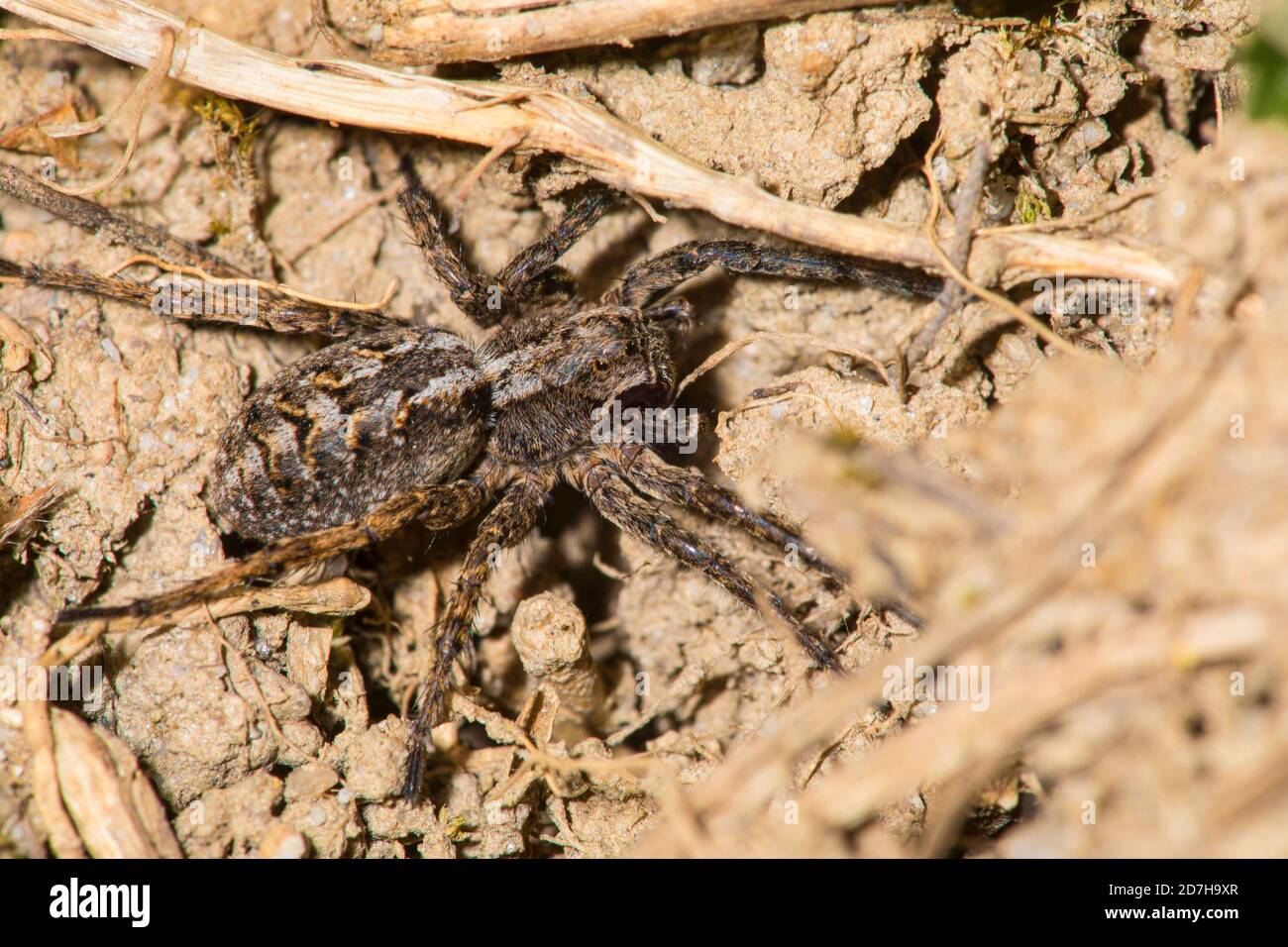 wolf spiders, ground spiders (Alopecosa farinosa), sits on the ground ...