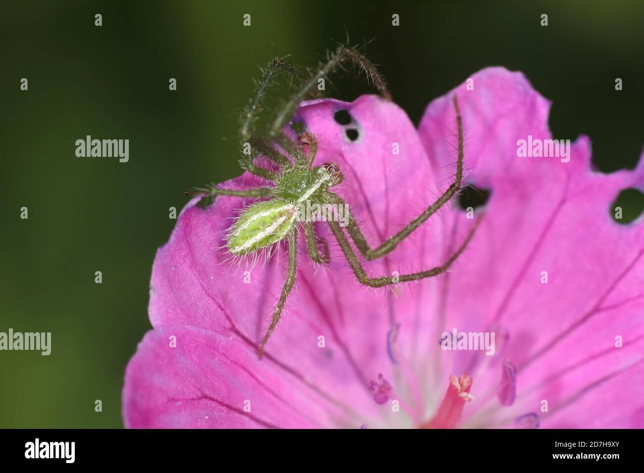 Crab Spider (Heriaeus oblongus), sits on a flower, Germany Stock Photo ...