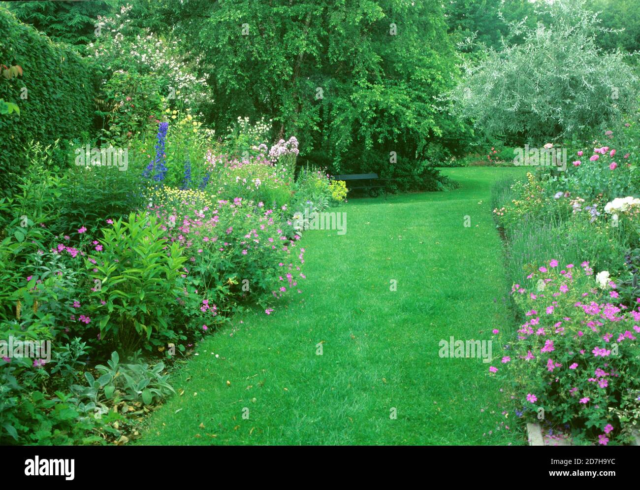 Lawn bordered by flower beds: Geranium (Geranium sp) 'Summer Beauty ...
