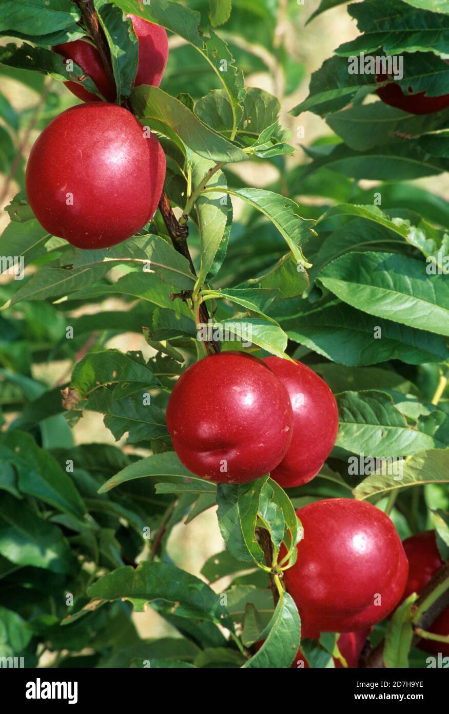 Nectarine (Prunus persica) 'Crimson Gold' Stock Photo - Alamy