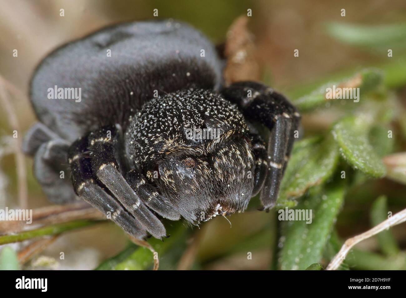 Red Ladybird spider (Eresus sandaliatus), female, front view, Germany ...
