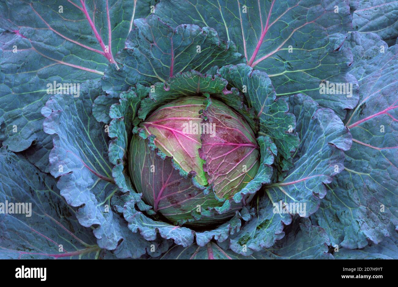 Cabbage 'Marabel' (Brassica oleracea var. Capitata Stock Photo - Alamy
