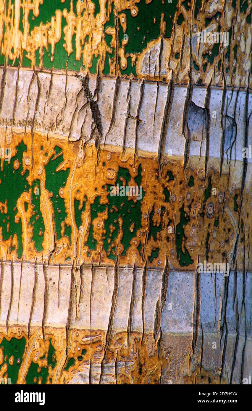 Blushing Palm (Chambeyronia macrocarpa) bark Stock Photo - Alamy