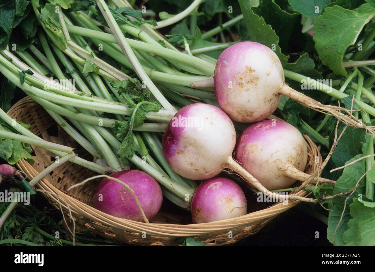 Red Milan turnip 'Early Plate' (Brassica rapa L. subsp. Rapa ...