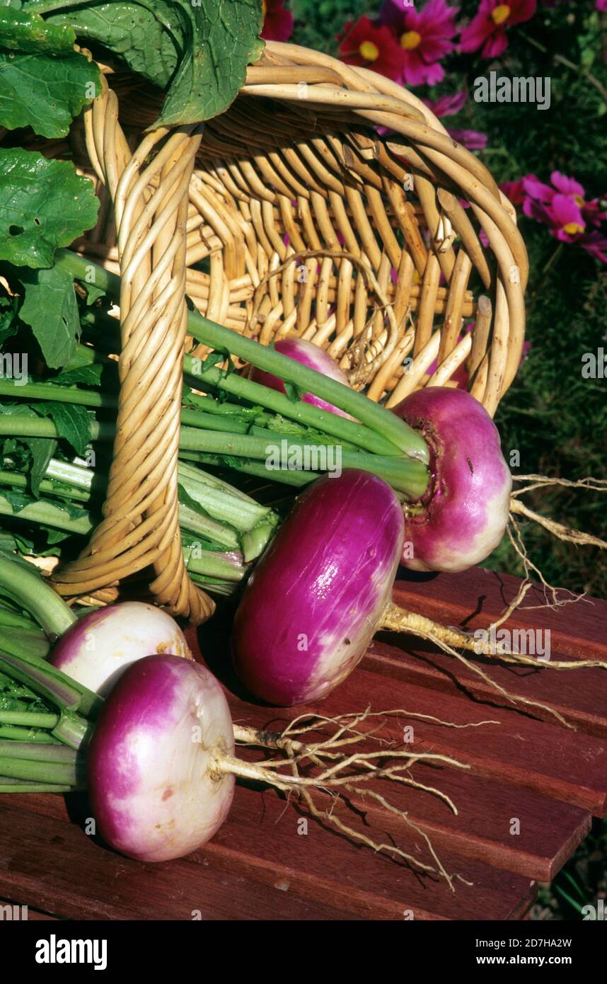 Turnip 'De Nancy' (Brassica rapa L. subsp. Rapa). Vegetable Stock Photo ...