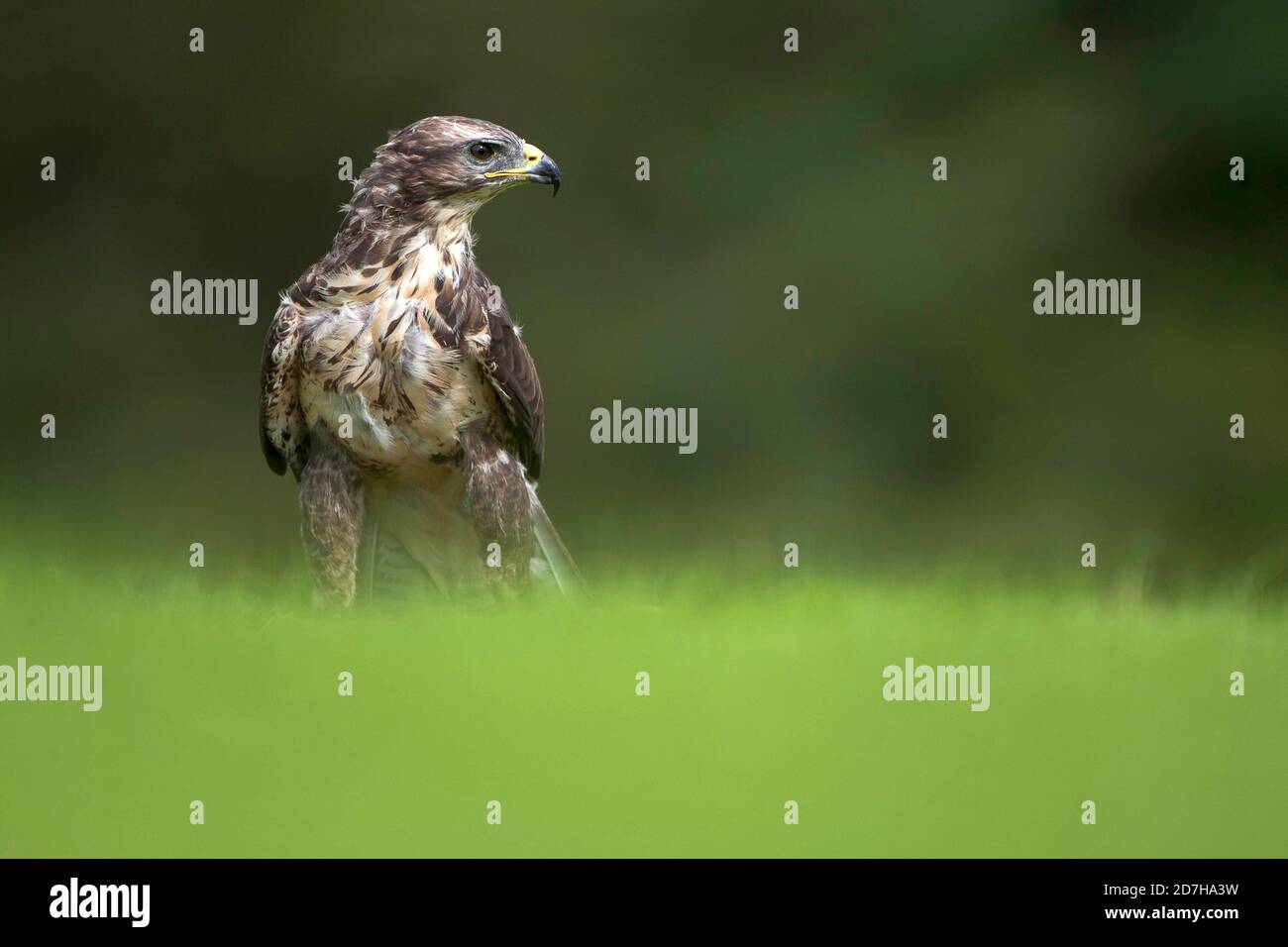 Welsh birds of prey hi-res stock photography and images - Alamy