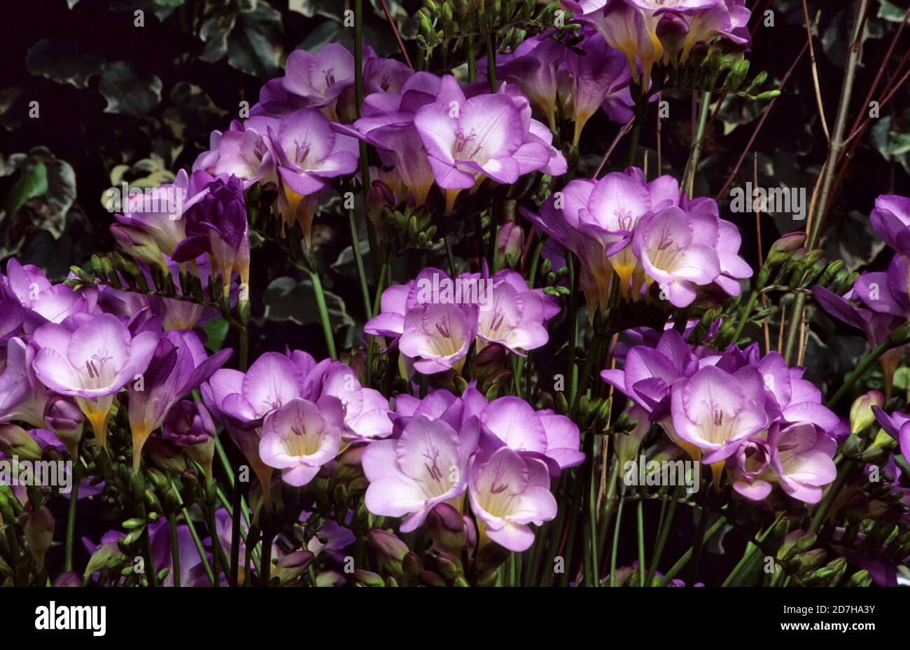 Cultivated Freesia High Resolution Stock Photography and Images - Alamy