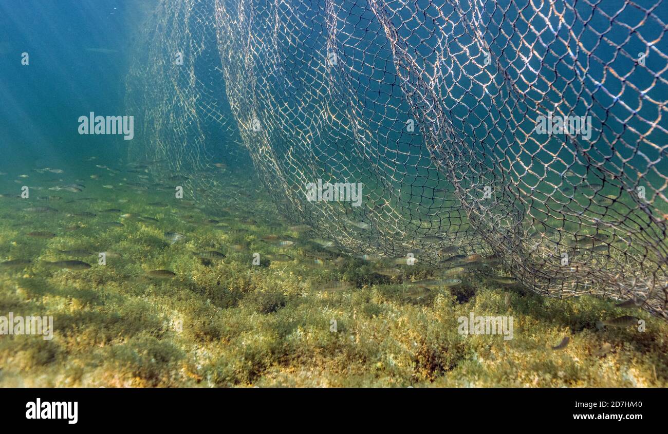 Perch, European perch, Redfin perch (Perca fluviatilis), one-summer ...