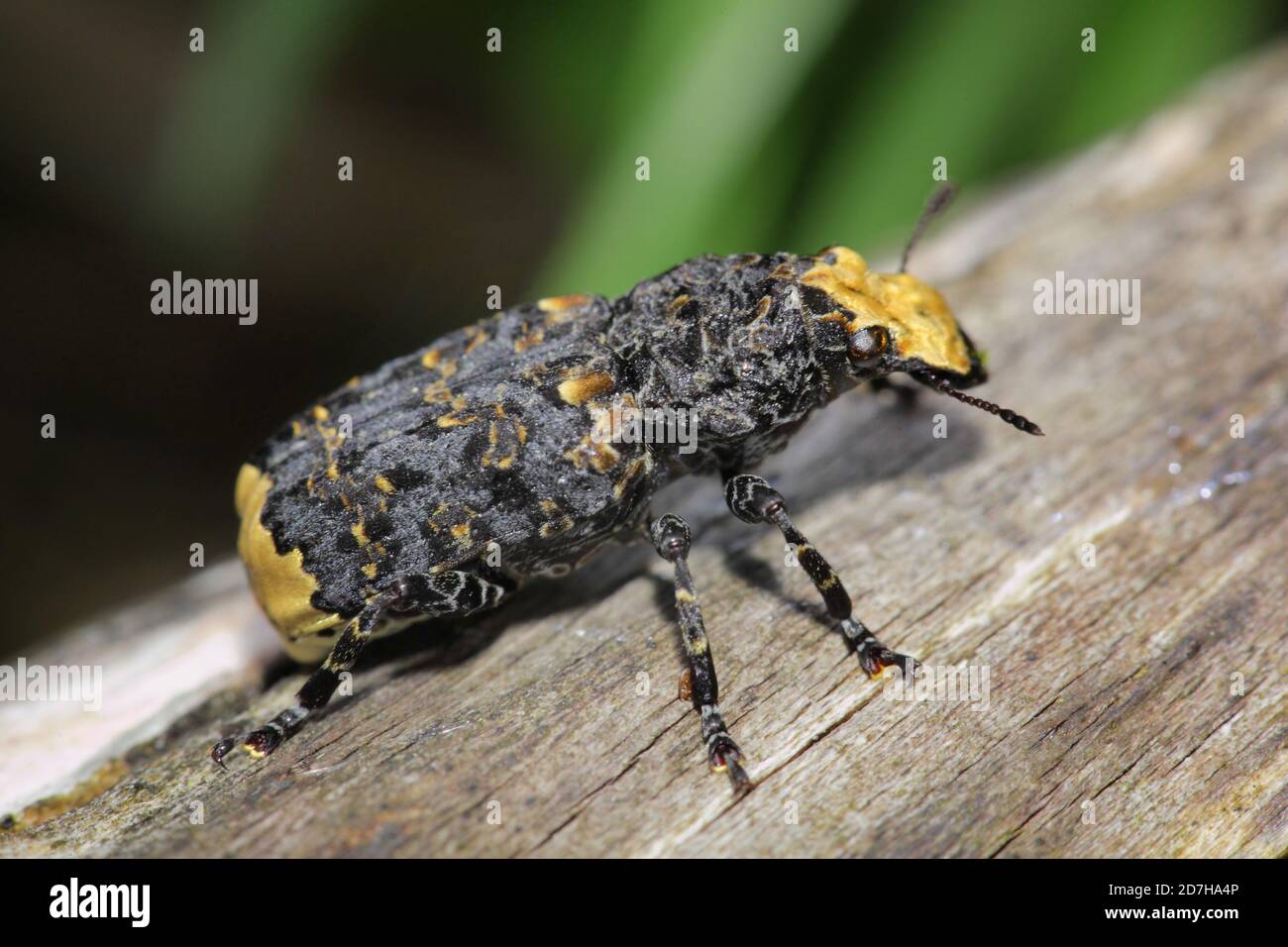 Scarce fungus weevil, Cramp-ball fungus weevil, fungus weevil ...