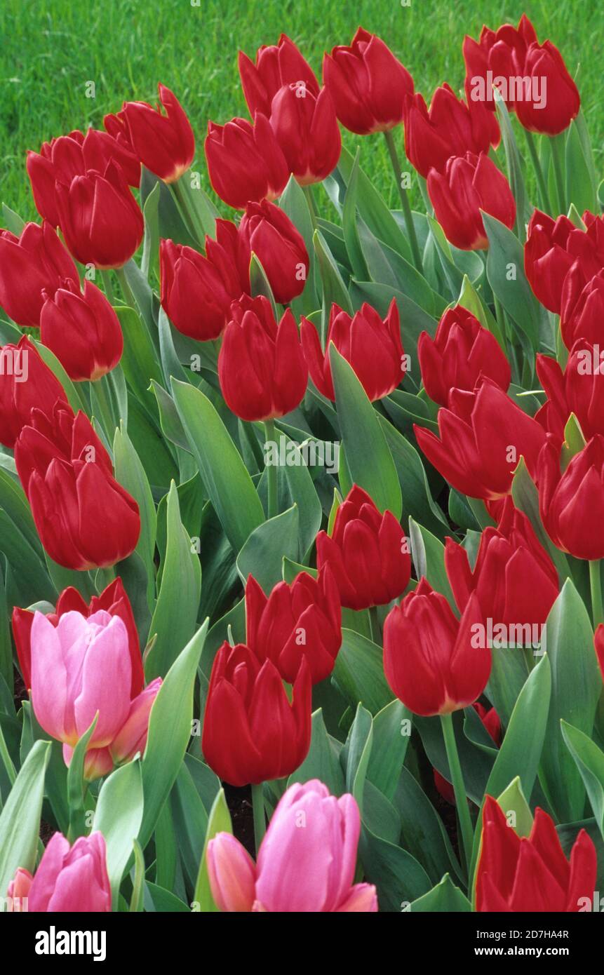 Tulip 'Merry Christmas' (Tulipa sp Stock Photo - Alamy