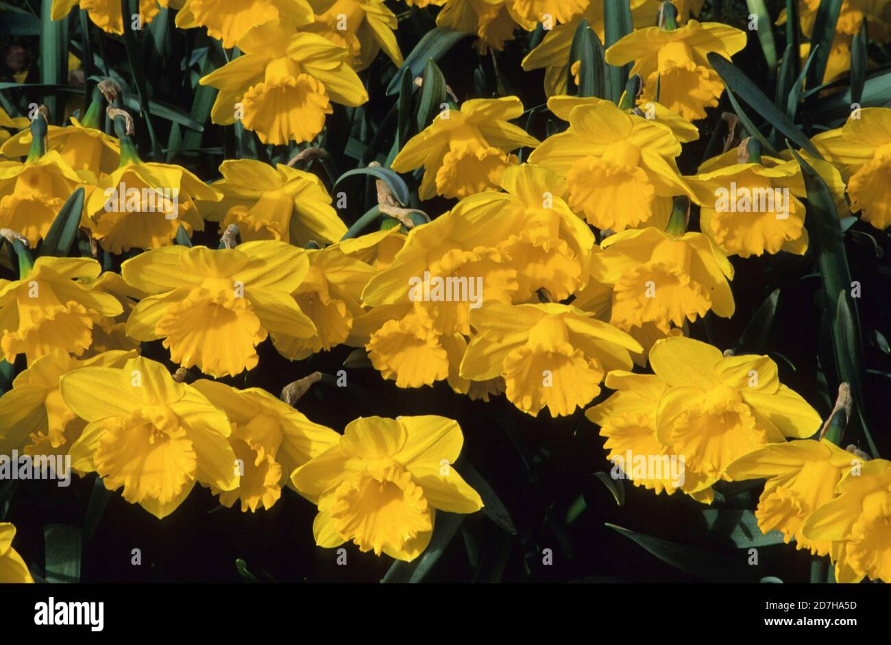 Large-Cupped Daffodil (Narcissus) 'Gigantic Star', flowers Stock Photo ...