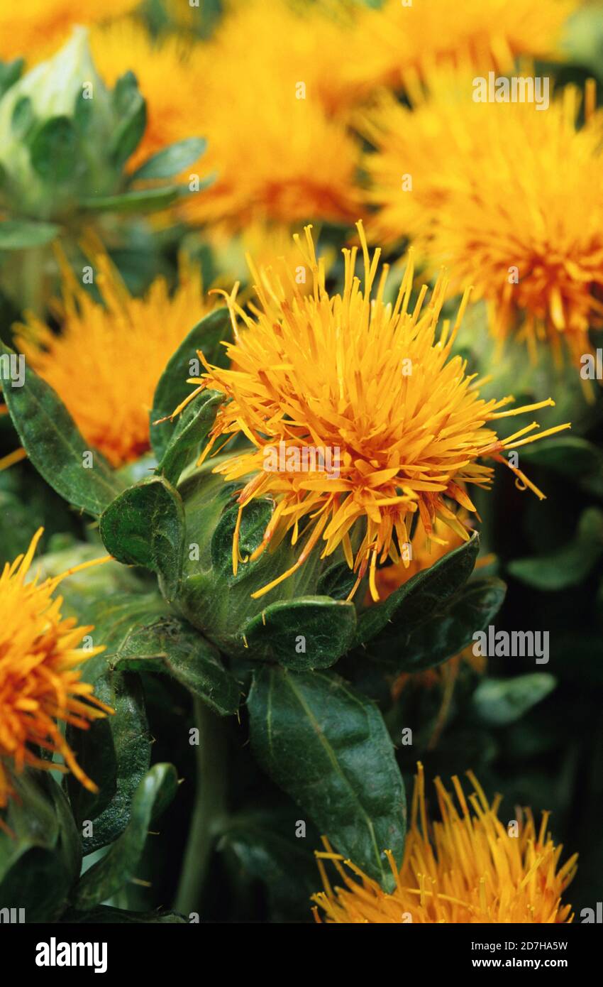 Safflower (Carthamus tinctorius) 'Orange Ball' Stock Photo - Alamy