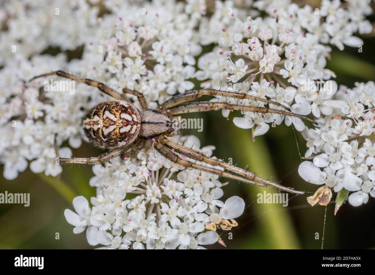 heathland orbweaver (Araneus adiantus, Neoscona adianta), sits on an ...