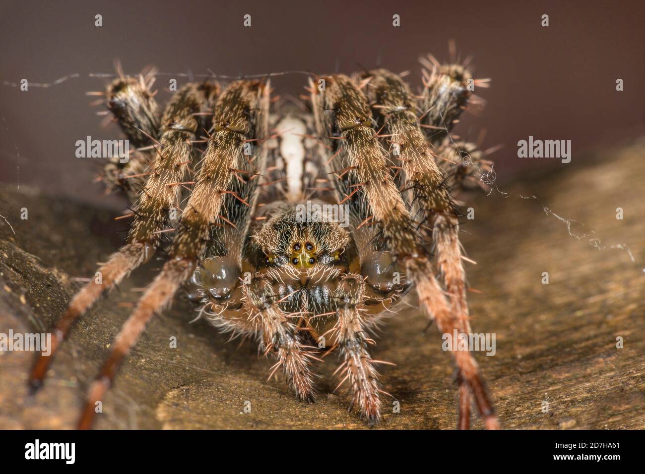 cross orbweaver, European garden spider, cross spider (Araneus ...