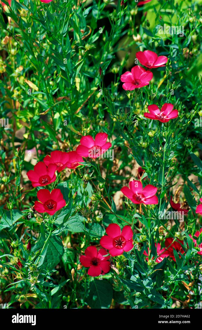 Scarlet Flax seed (Linum grandiflorum) flowers Stock Photo - Alamy