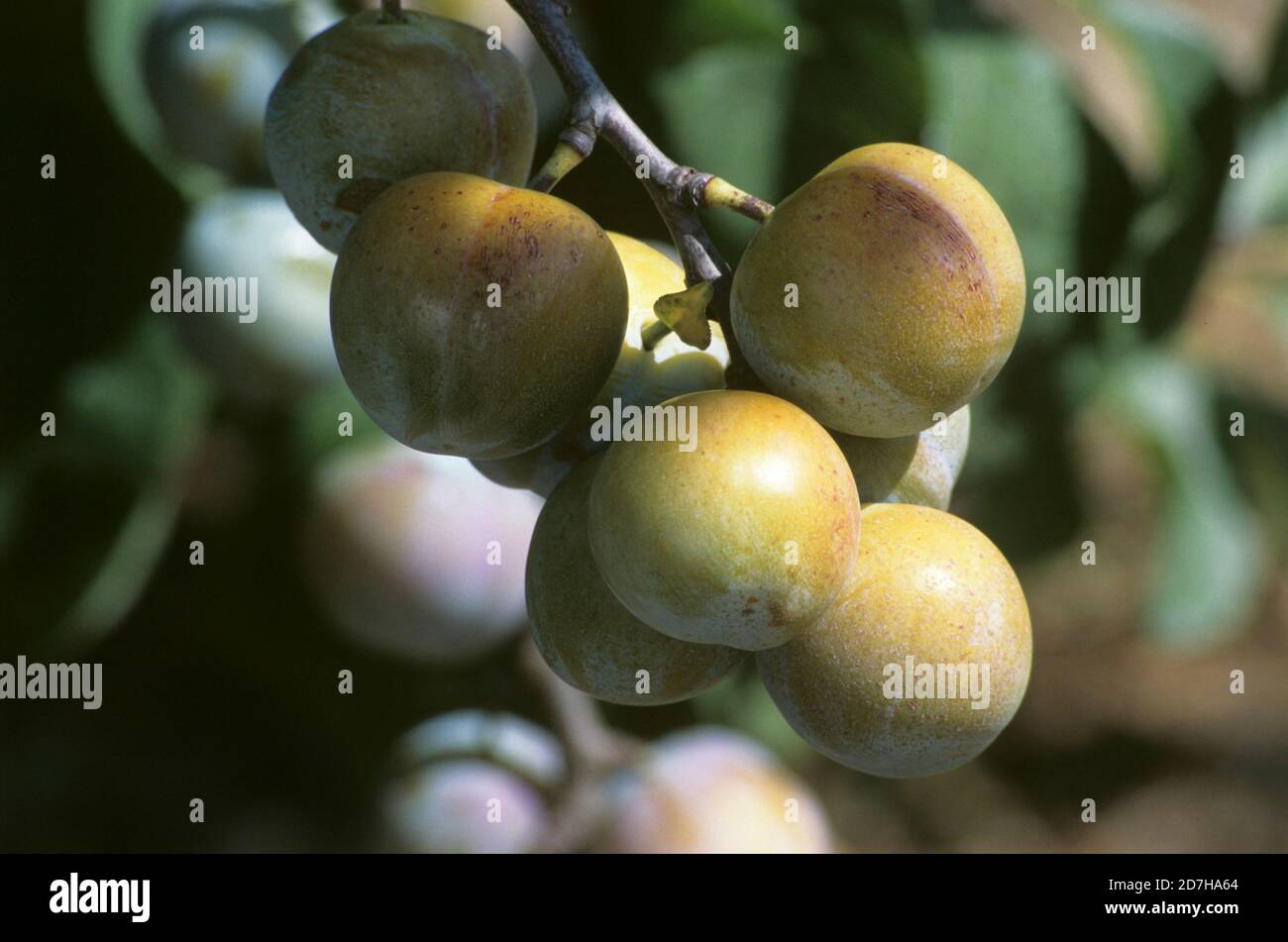 Plum 'Reine-Claude Doree' (Prunus domestica Stock Photo - Alamy