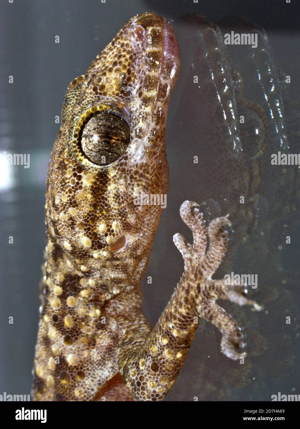 Common wall gecko, Moorish gecko, Moorish Wall Gecko, Salamanquesa ...