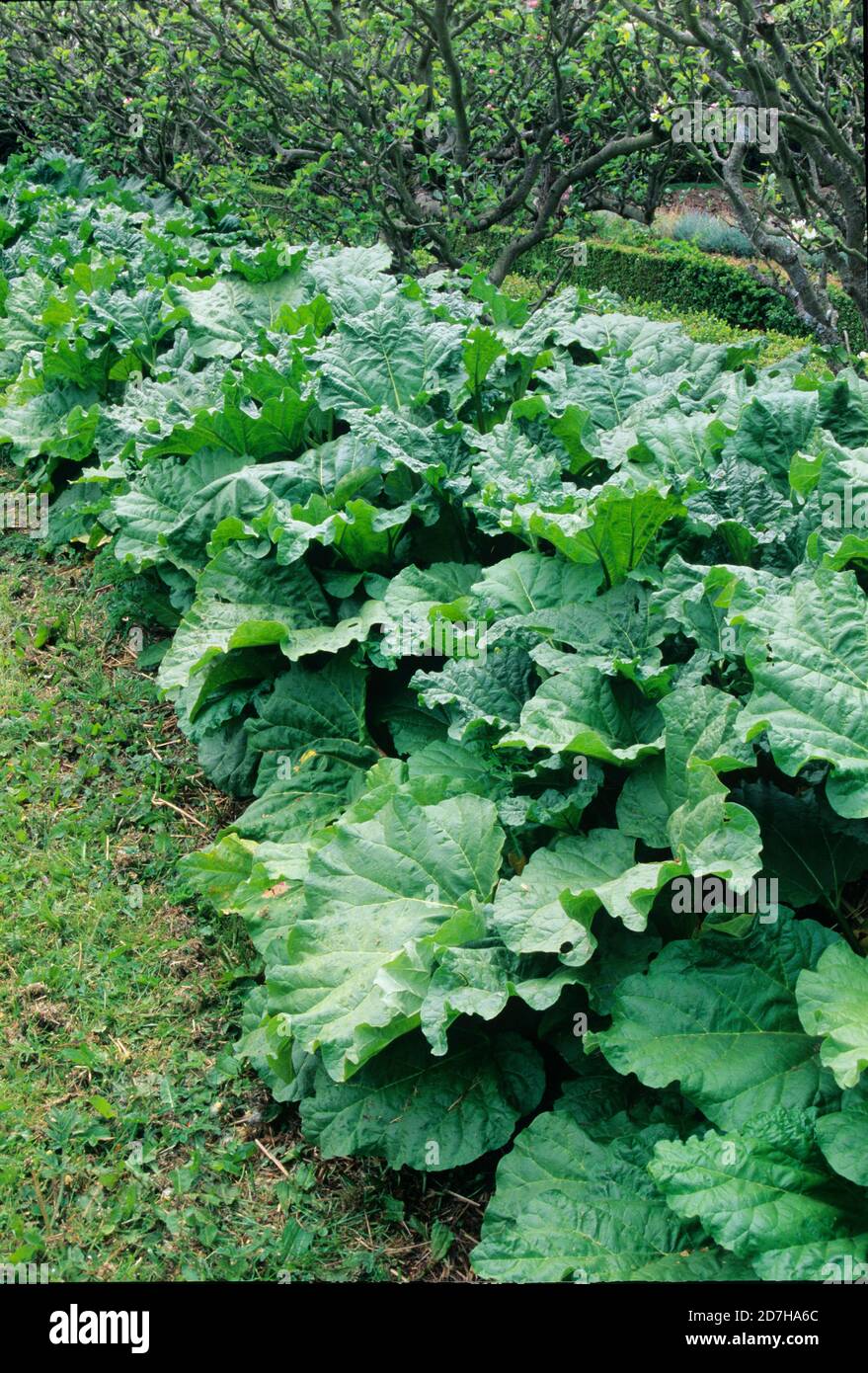 Rhubarb (Rheum rhabarbarum Stock Photo - Alamy