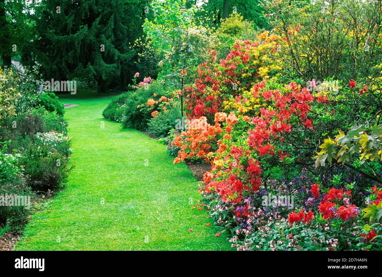 Turfed alley and Azalea border (Rhododendrons sp) in spring. Great Comp ...
