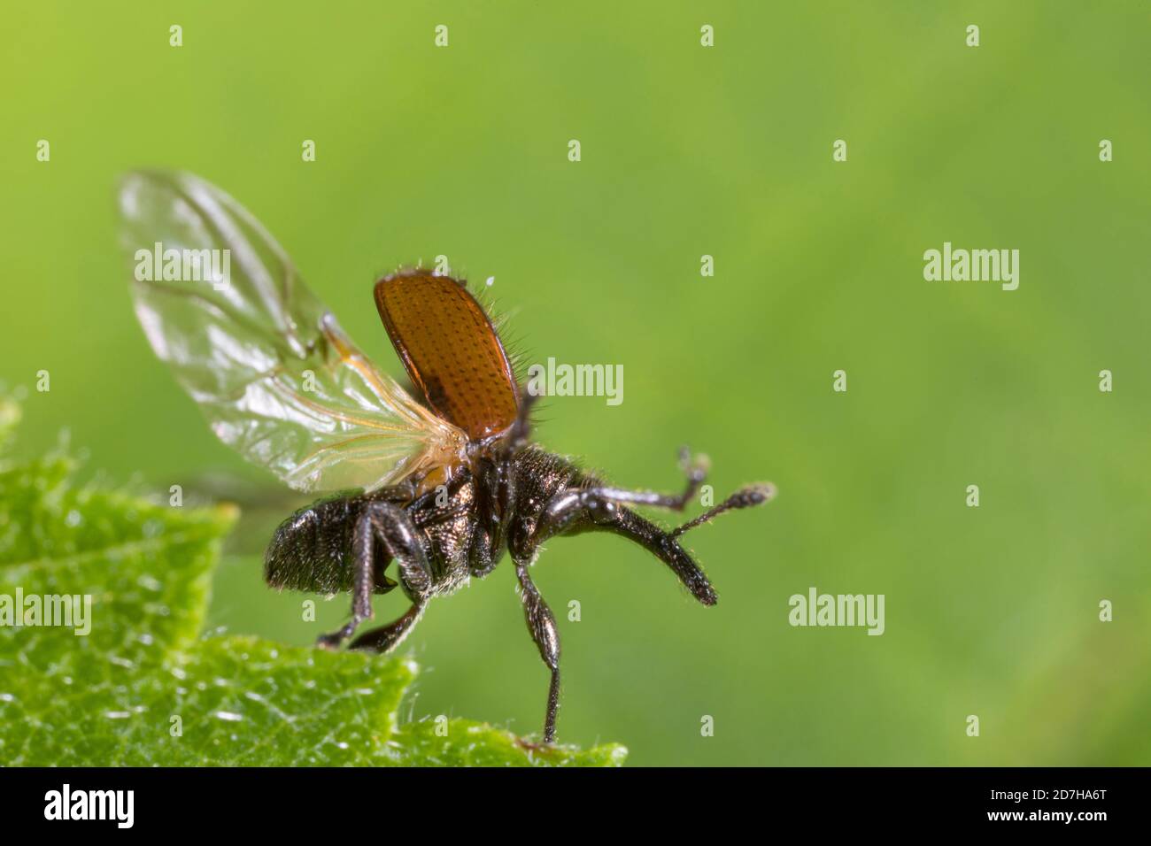 Apple fruit rhynchites hi-res stock photography and images - Alamy