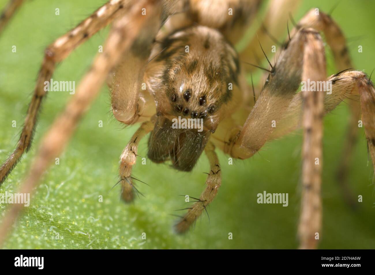buzzing spider (Anyphaena accentuata), portrait, Germany Stock Photo ...