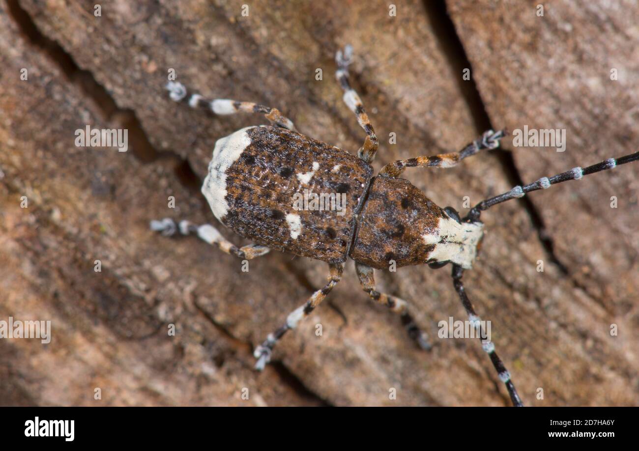 Fungus weevils hi-res stock photography and images - Alamy