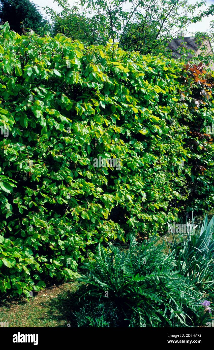 Beech hedge (Fagus sylvatica Stock Photo - Alamy