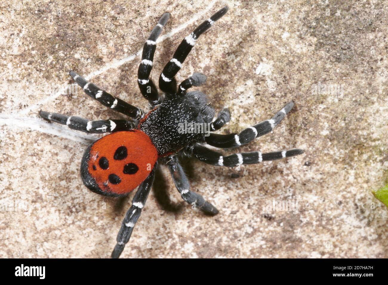 Red Ladybird spider (Eresus sandaliatus), male on a stone, view from ...