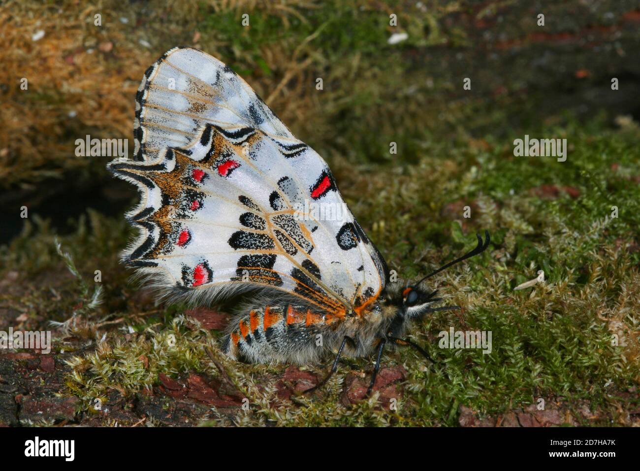 Eastern Festoon (Zerynthia cerisy, Allancastria cerisy), sits on moss ...