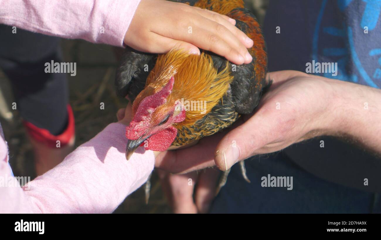 bantam (Gallus gallus f. domestica), child strokes a dwarf chicken ...