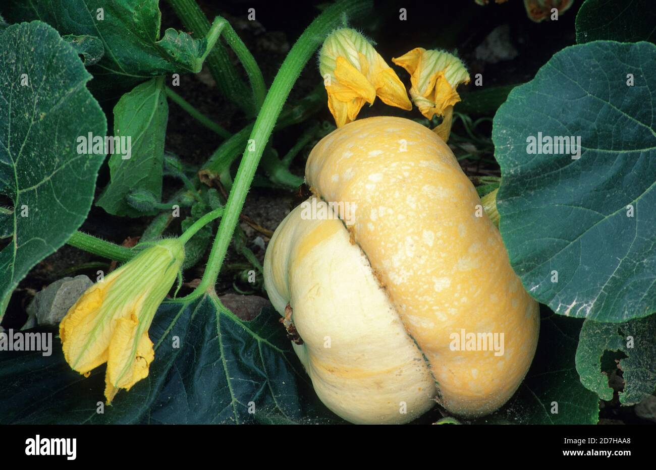 Giraumon (Cucurbita maxima), Forgotten vegetables Stock Photo - Alamy