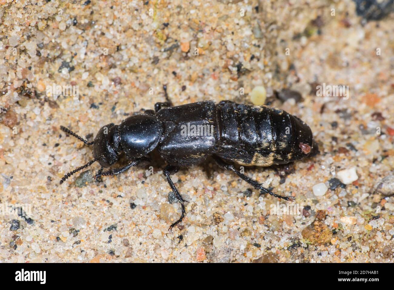 hairy rove beetle (Creophilus maxillosus), sits on a stone, Germany ...