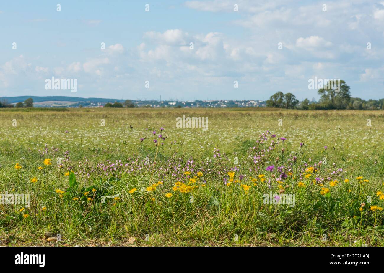 Summer reserve hi-res stock photography and images - Alamy