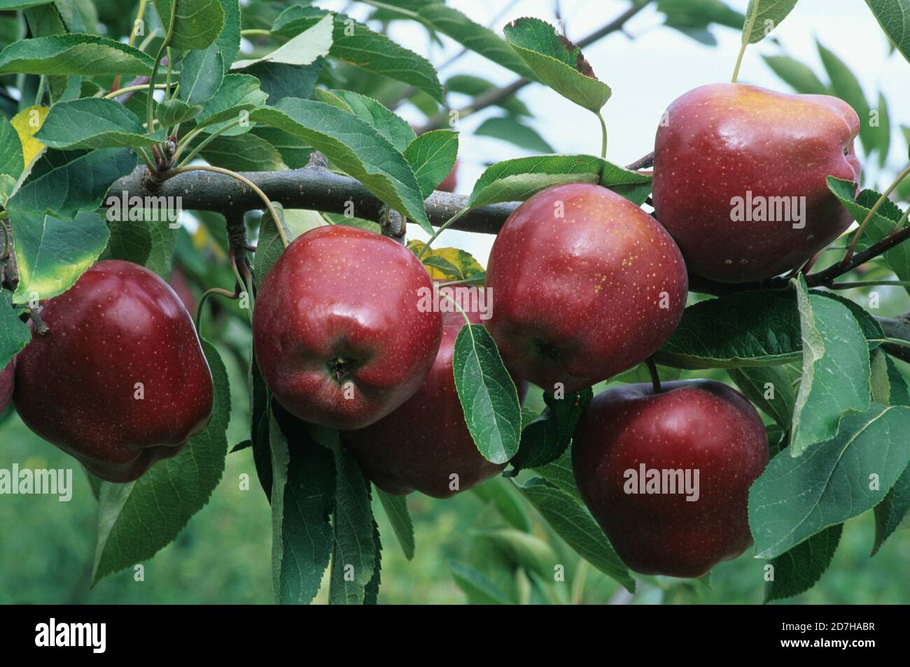 Apple 'Starking' (Malus pumila) on tree Stock Photo - Alamy