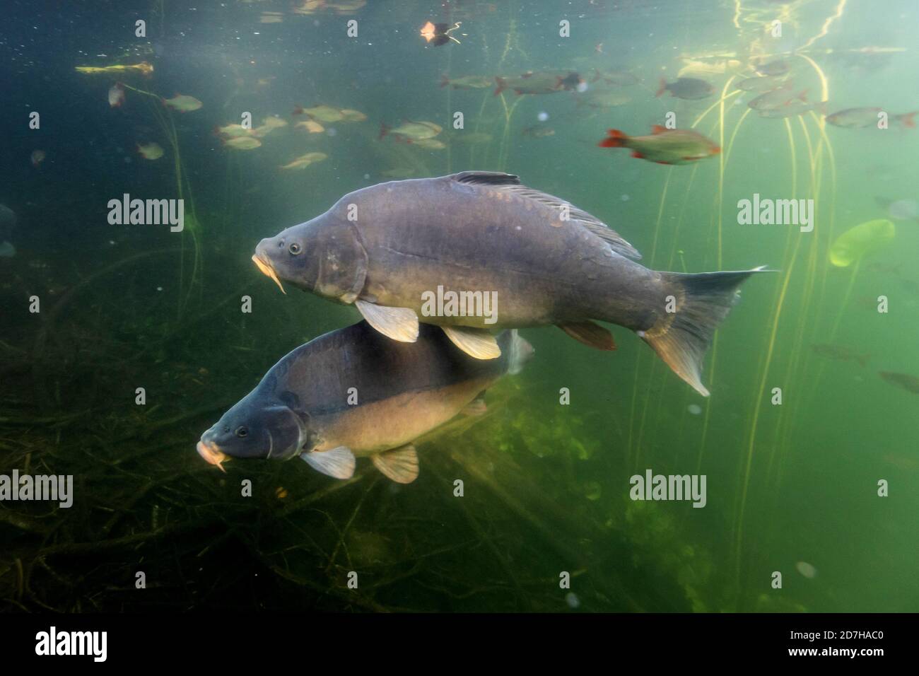 mirror carp, European carp (Cyprinus carpio), swimming between a school ...