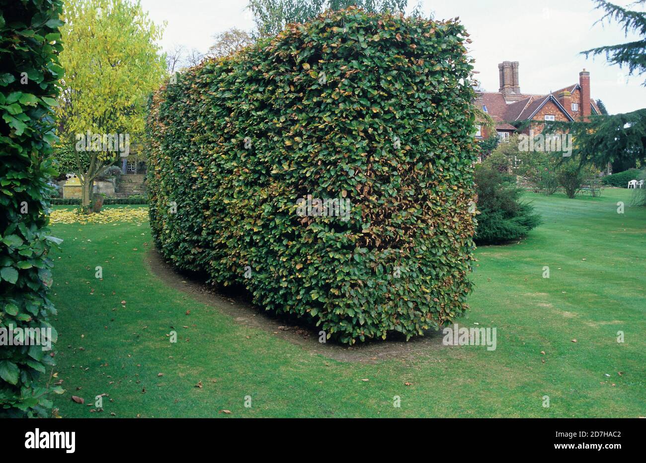 European hornbeam(Carpinus betulus) hedge, Marble place Stock Photo - Alamy