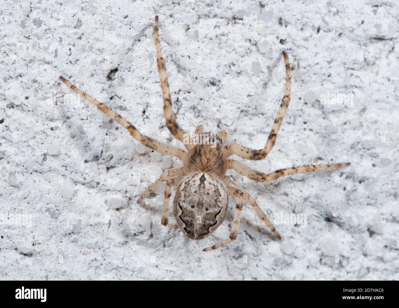 Bridge spider, Gray cross spider (Larinioides sericatus), sits on a ...
