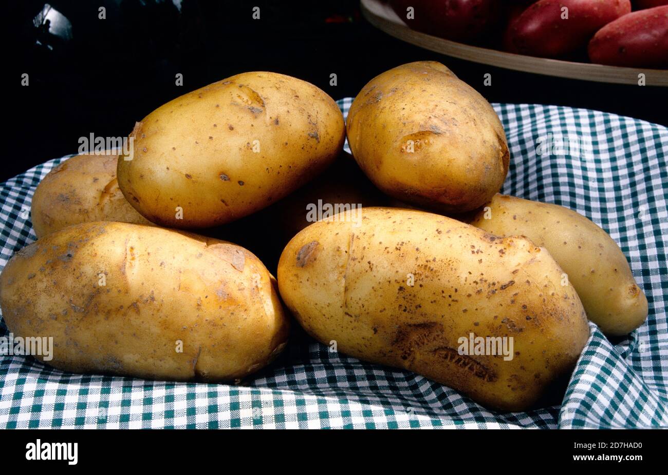 Potato 'Bea du Roussillon' (Solanum tuberosum), Organic Vegetable Stock ...