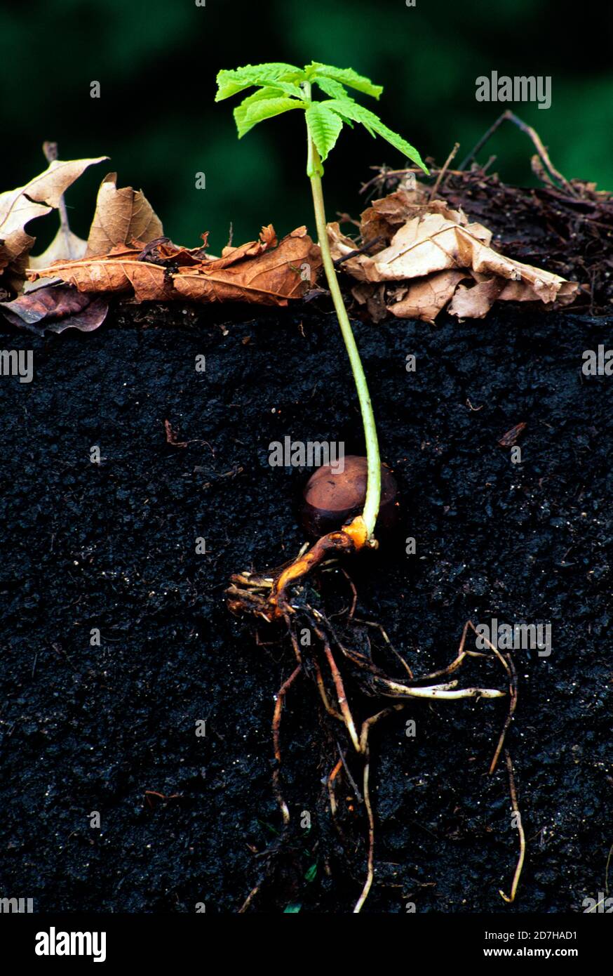 Young sprout of horse chestnut (Aesculus sp Stock Photo - Alamy