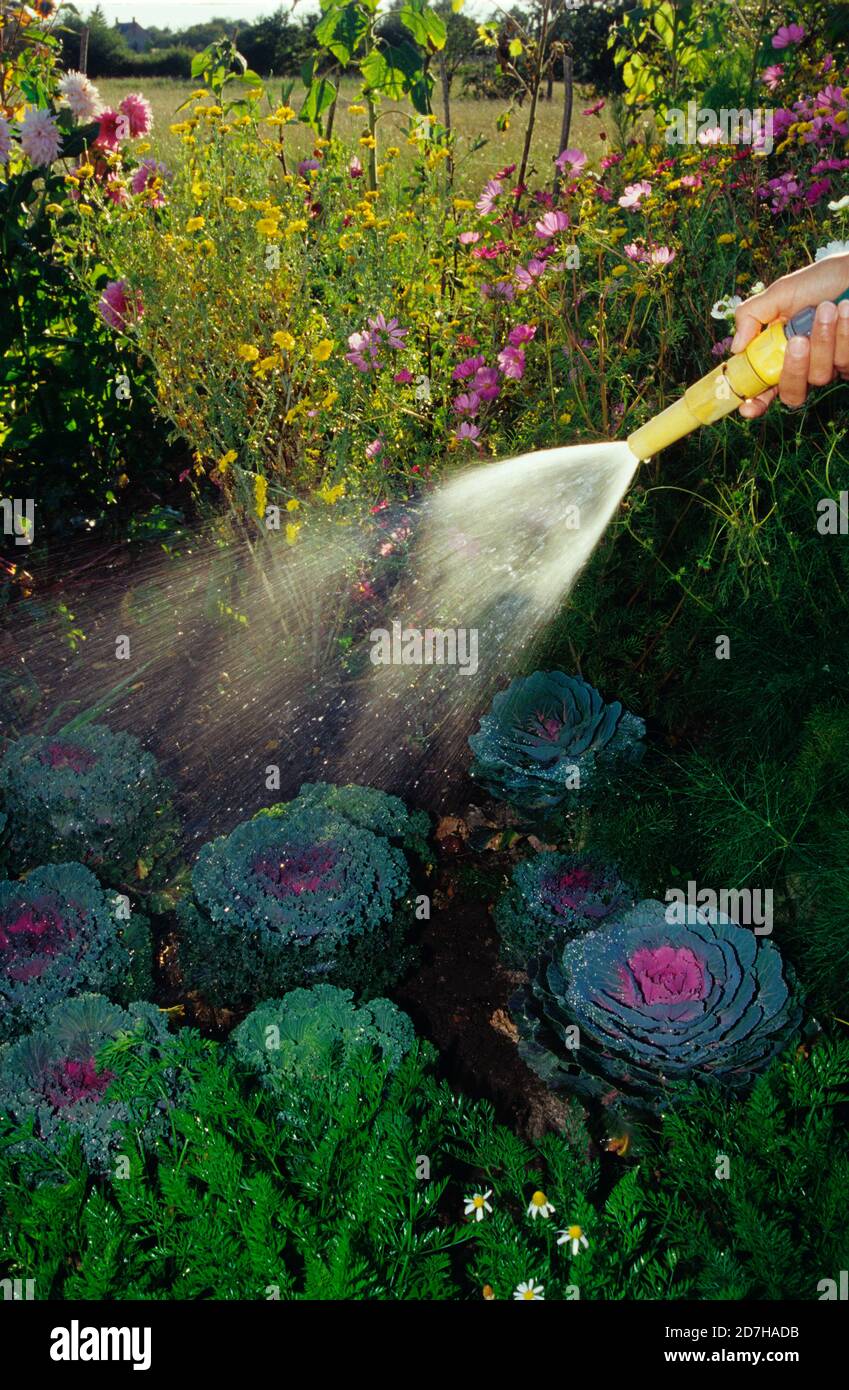 Watering in the vegetable patch, cabbage Stock Photo - Alamy