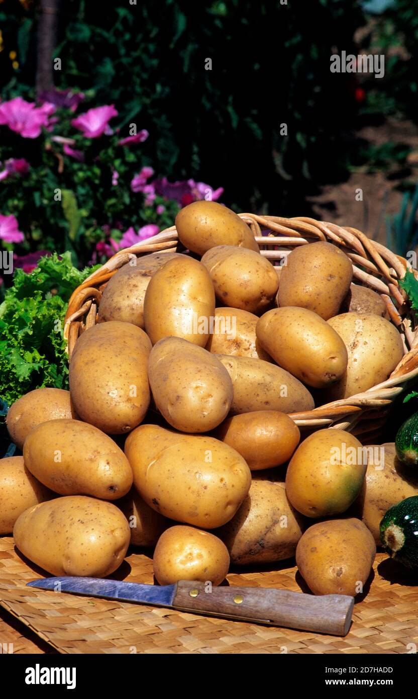 Potato 'Lola' (Solanum tuberosum), vegetable Stock Photo - Alamy