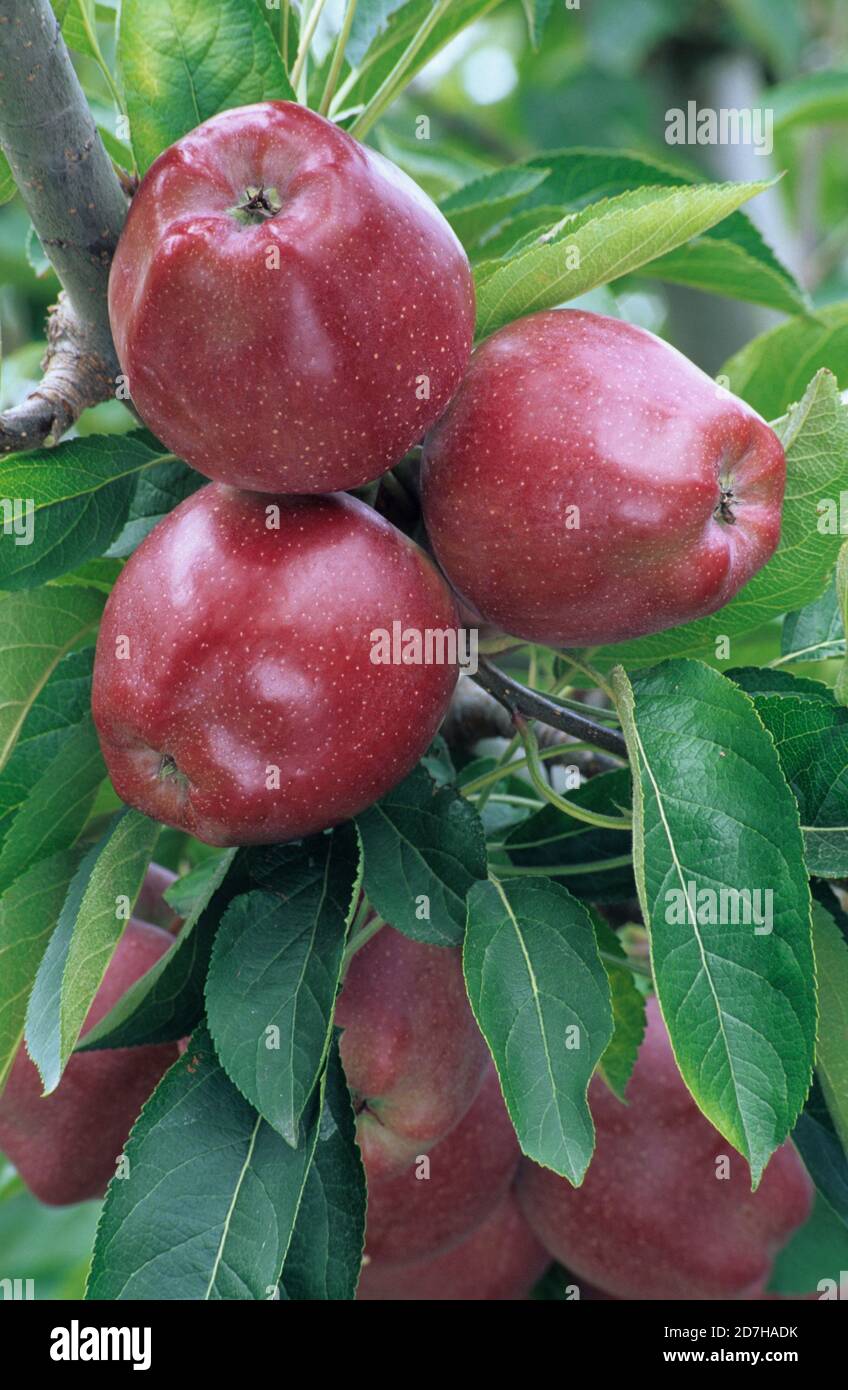 Starking hi-res stock photography and images - Alamy