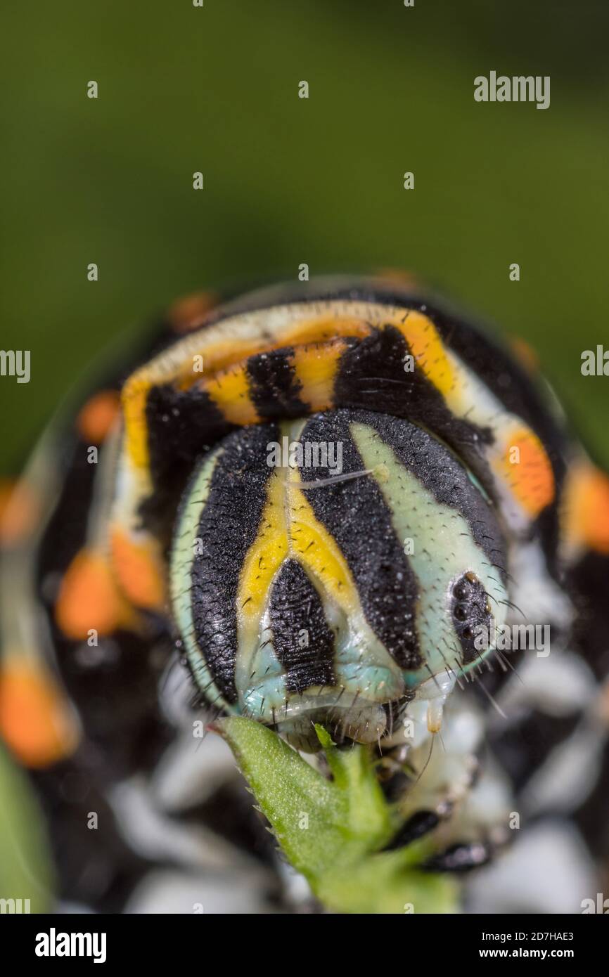 swallowtail (Papilio machaon), feeding caterpillar, macro shot, Germany ...