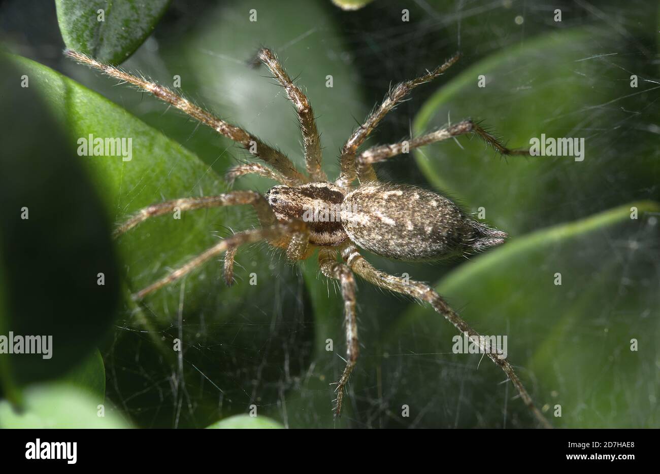 Funnel weaver spiders hi-res stock photography and images - Alamy