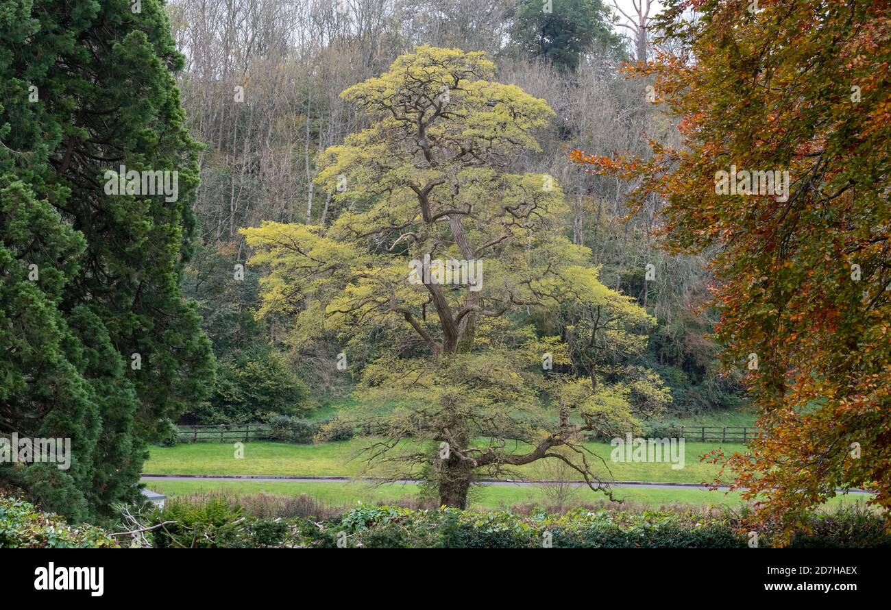 Trees in autumn, photographed in Castle Combe, Wiltshire, in the ...